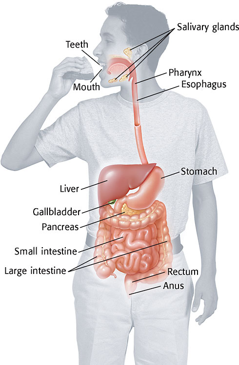 human-body-systems-review-quizlet